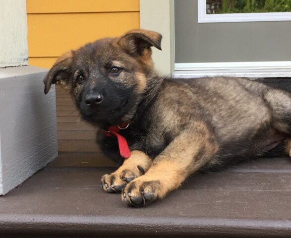 RCMP Puppy Naming Contest Ends Soon - 730 CKDM