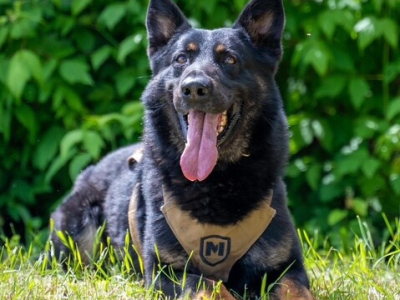 Keeping Dauphin Safe Together - 730 CKDM